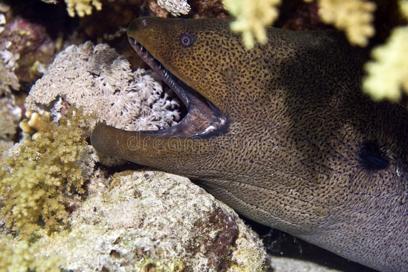 Giant Moray (gymnothorax Javanicus) Stock Image - Image of dotted ...