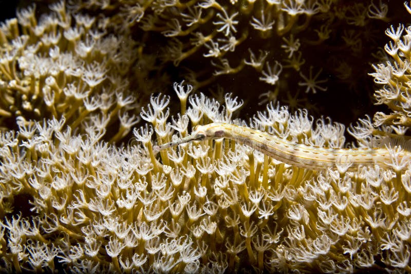 Giant Moray (gymnothorax Javanicus) Stock Photo - Image of exotic ...