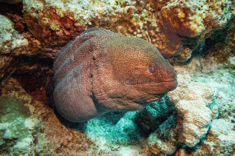 Giant Moray stock photo. Image of coral, ocean, underwater - 278164224