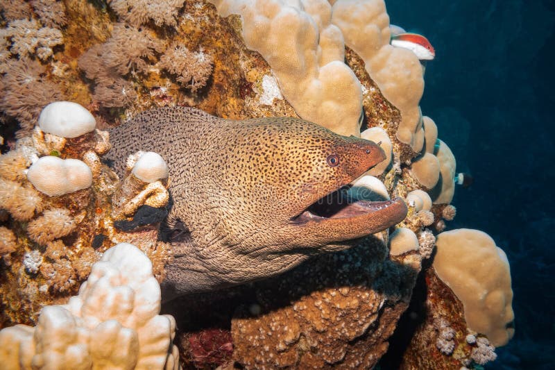 Giant Moray stock photo. Image of lagoon, indian, giant - 278164228