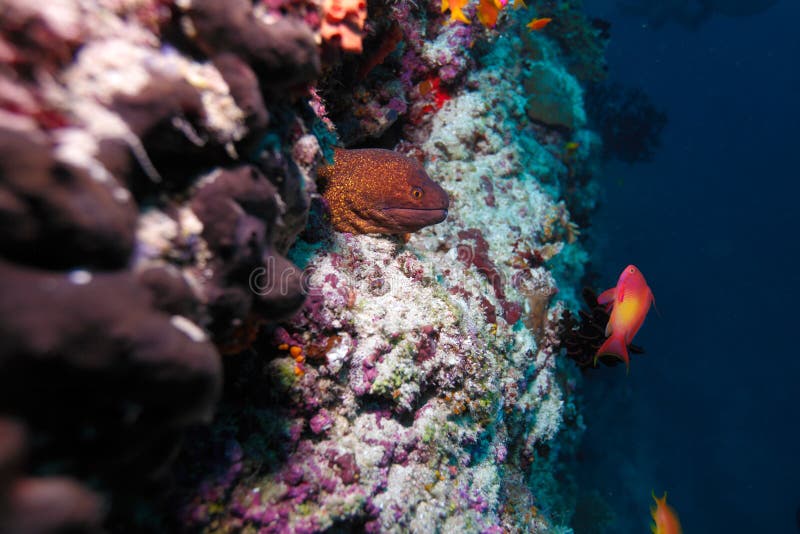 The Giant Moray and Red Fish Stock Photo - Image of swimming, water ...