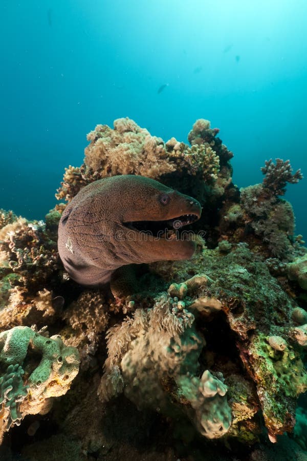 Giant Moray in the Red Sea. Stock Image - Image of coral, seascape ...
