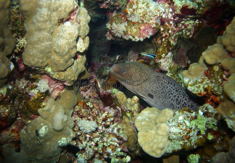Giant moray in Red Sea stock photo. Image of diving - 369807184