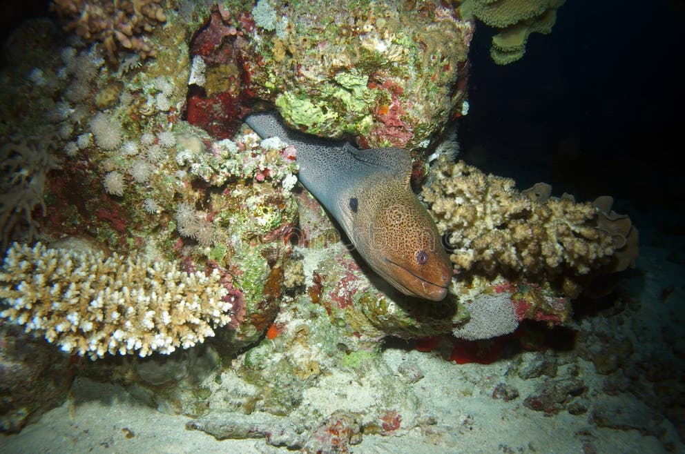 Giant moray in Red Sea stock photo. Image of giant, marine - 369807232