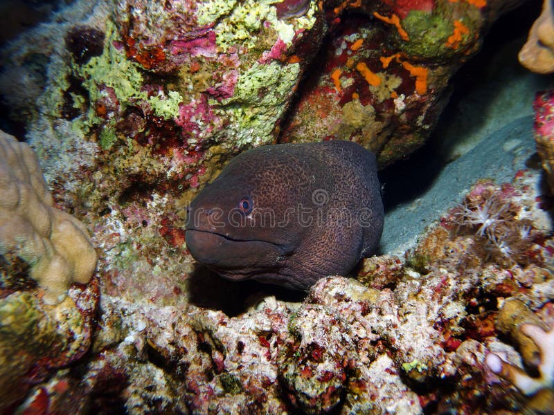 Giant moray in Red Sea stock photo. Image of egypt, photograph - 369811942