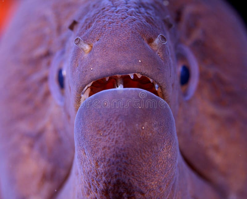 Giant morray eel stock image. Image of javanicus, gymnothorax - 11568457
