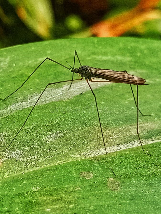 Giant mosquito gm stock image. Image of giant, insect - 243380761