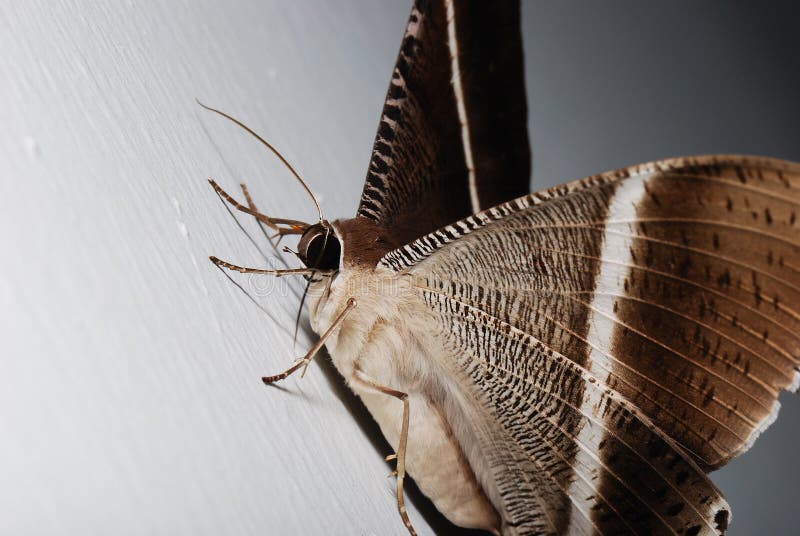 Moth Face stock image. Image of micro, sense, legs, environment - 14862989