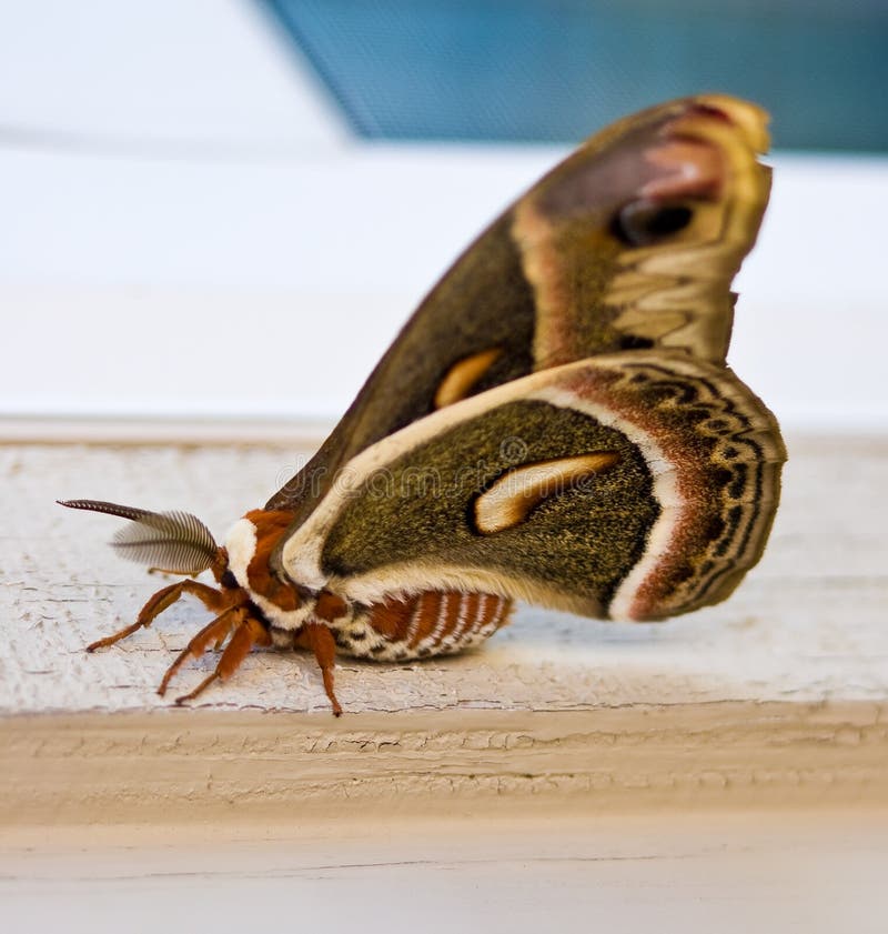 31+ Giant moth Free Stock Photos - StockFreeImages