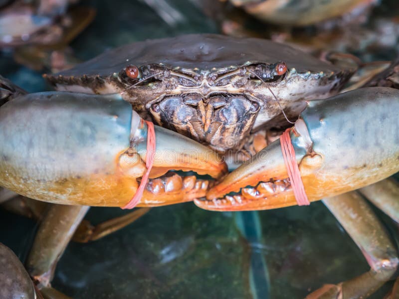 Giant mud crab in market stock photo. Image of seafood - 90281126