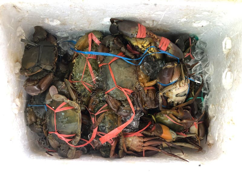 573 Background Mud Crabs Stock Photos - Free & Royalty-Free Stock ...