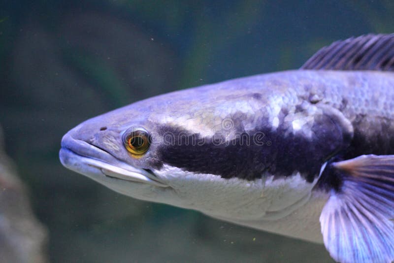 Mudfish Stock Photos - Free & Royalty-Free Stock Photos from Dreamstime