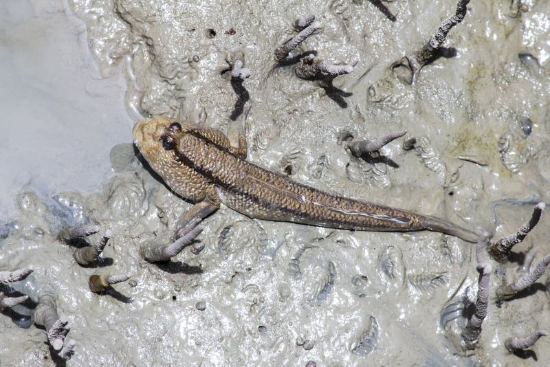 Giant mudskipper stock photo. Image of body, protruded - 49127798