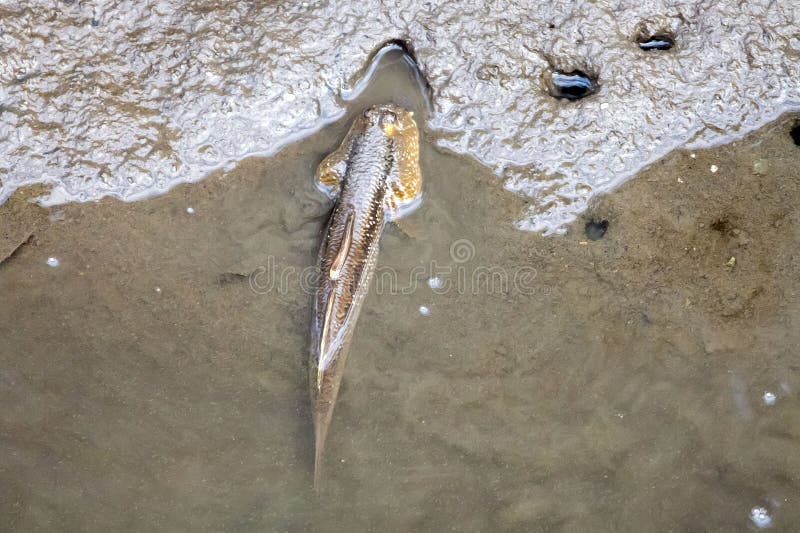 Giant Mudskipper on the Mangrove Forest Stock Image - Image of canal ...