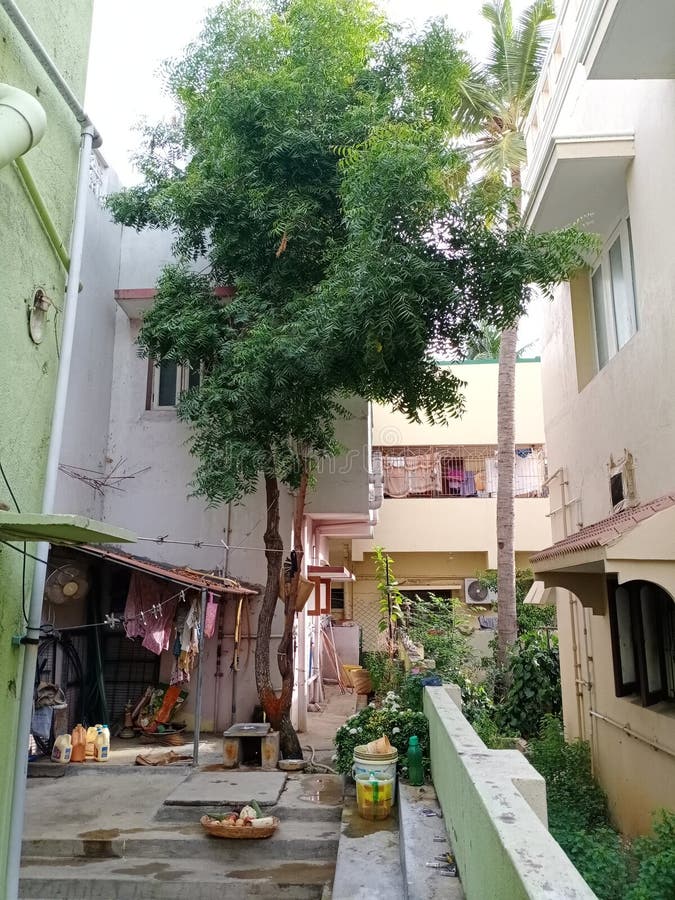 Giant Neem tree fresh air stock photo. Image of fresh - 187318490