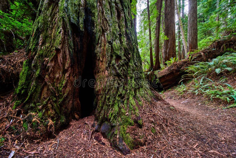 Inside Sequoia Trees Stock Photos - Free & Royalty-Free Stock Photos ...