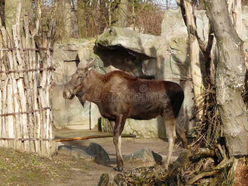Giant North American Brown Moose in the Zoo Stock Photo - Image of ...