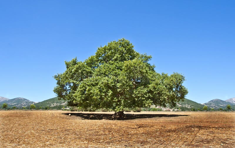 Guanacaste Tree stock photo. Image of tree, green, color - 19294980