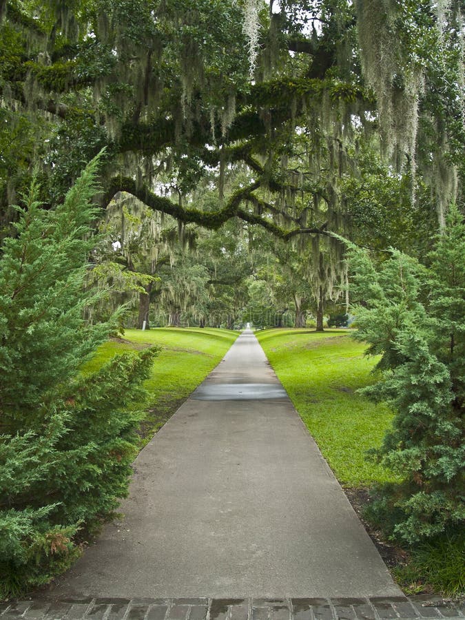 Giant Oak Pathway stock photo. Image of path, garden - 23201372