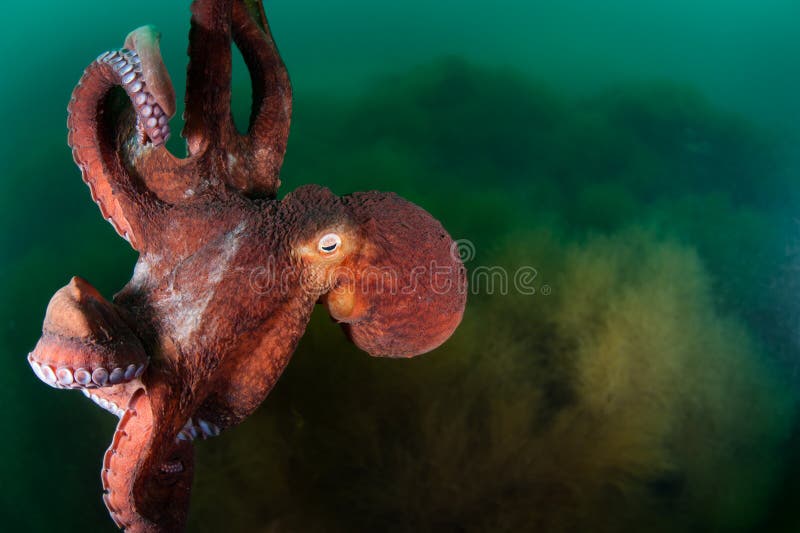 Giant octopus in the deep stock image. Image of giant - 63240923