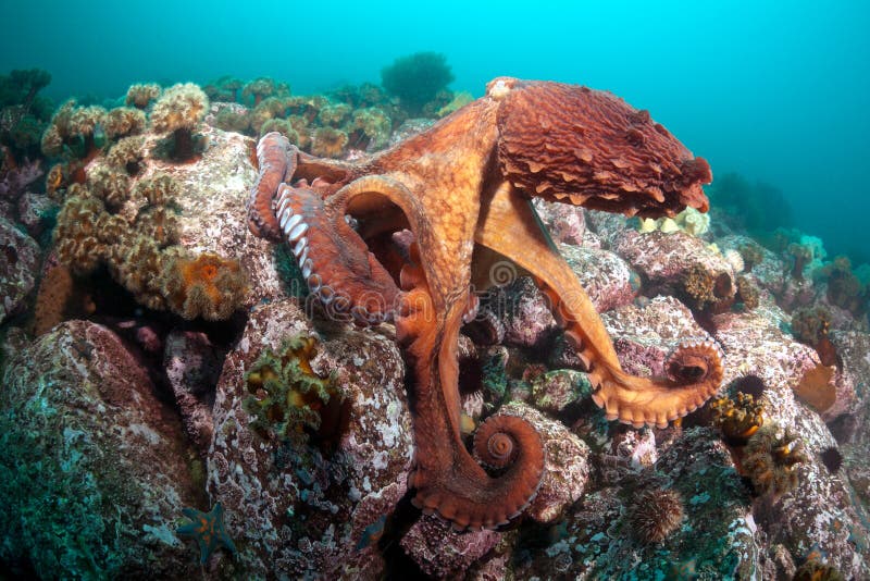 Giant octopus Dofleini stock photo. Image of natural - 19452042