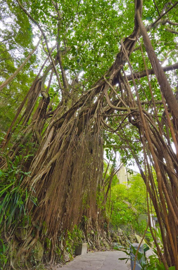 Giant Old Tree stock photo. Image of perspective, growth - 28386824