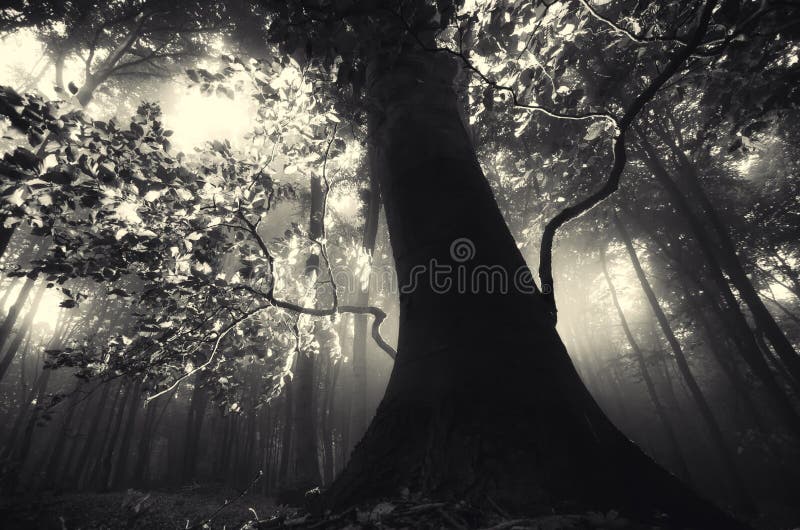 Giant Old Tree in Dark Forest with Sun Rays Stock Photo - Image of mood ...