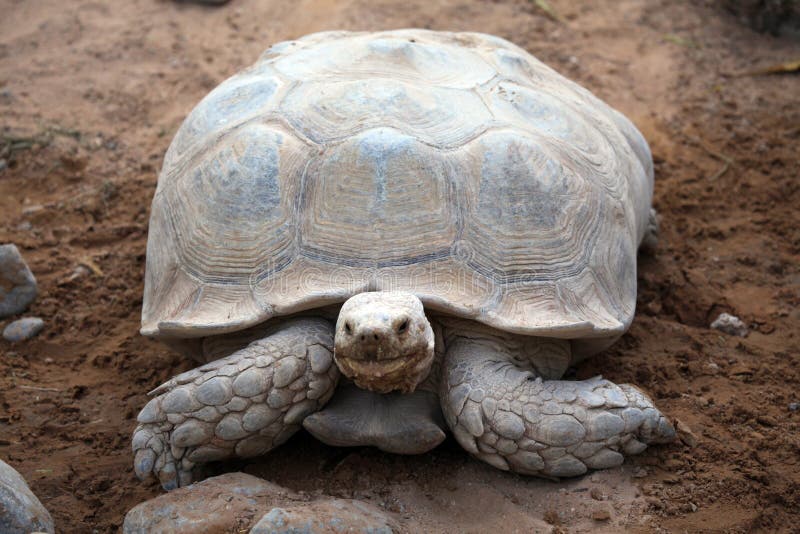 Giant old turtle on sand stock image. Image of blue, animal - 58929347