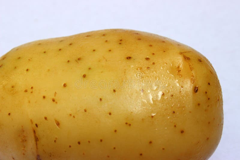Giant One Single Potato Close Up Aside the Background Stock Image ...