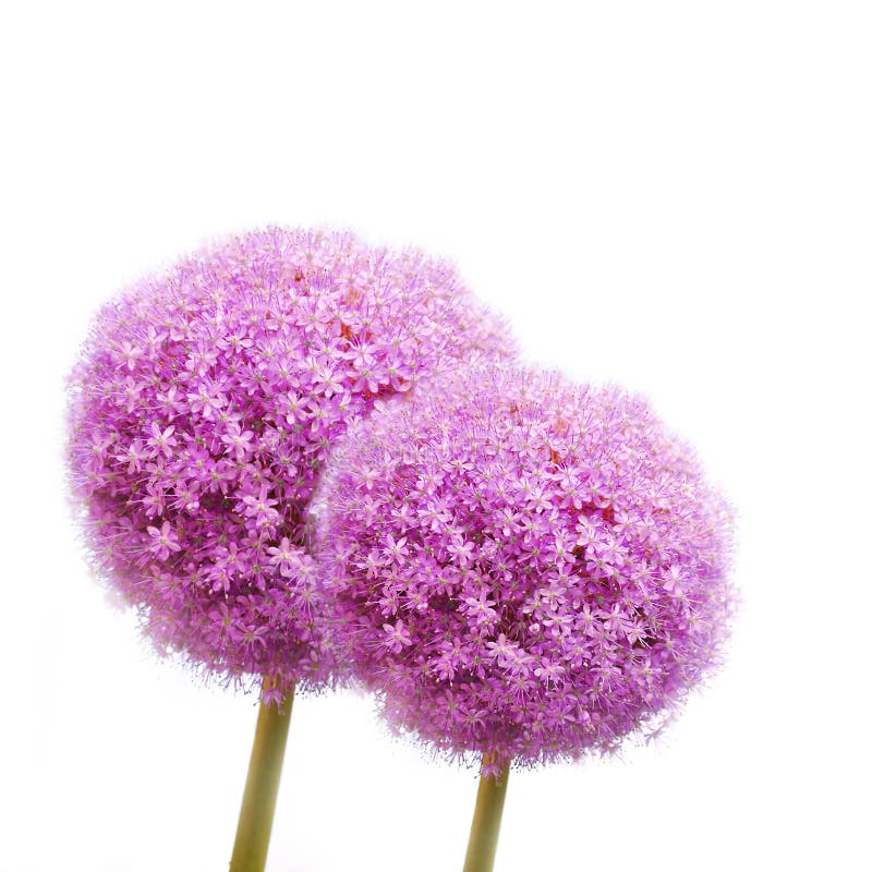 Bright pink allium stock photo. Image of pink, onion - 150846462