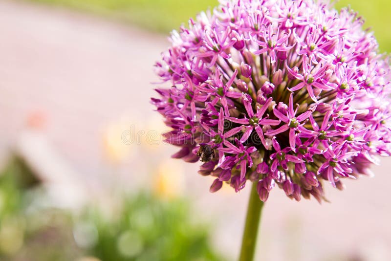 Giant onion flower stock image. Image of allium, spring - 92673769