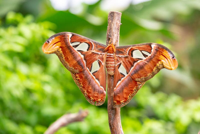Giant Orange Butterfly Perched on a Branch Stock Image - Image of ...