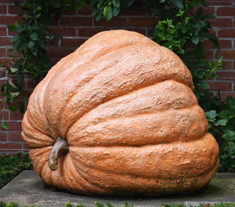 Giant Orange Pumpkin stock image. Image of food, cultivate - 97129263