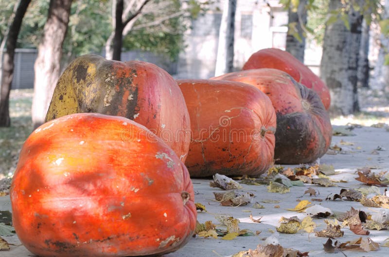 Giant Orange Pumpkins stock image. Image of autumn, healthy - 82249801