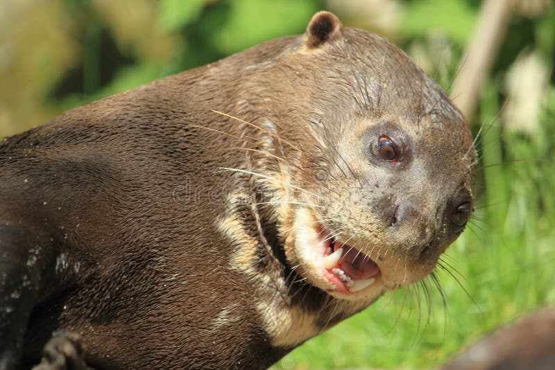 Giant otter stock photo. Image of pteronura, otter, giant - 31348124