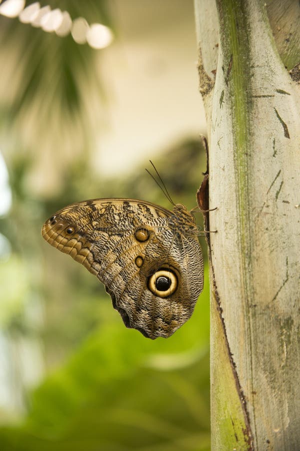 Giant Owl Butterfly on Leaf Stock Image - Image of garden, caligo: 91424411