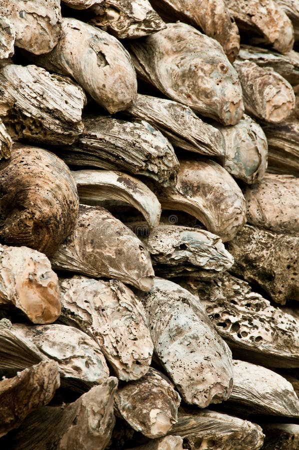 Giant oyster fossil stock image. Image of shellfish, brown - 14778941