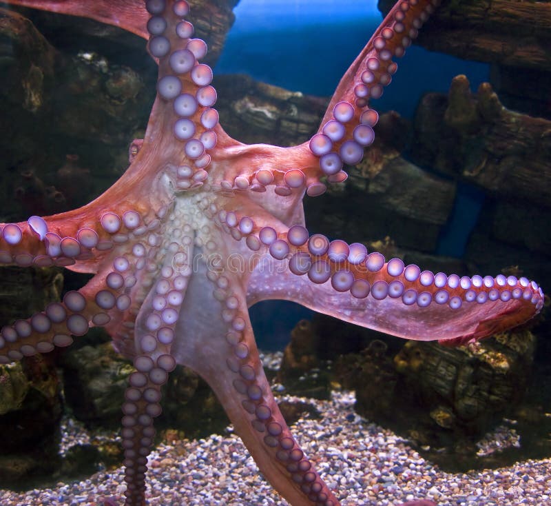 Giant pacific octopus 3 stock photo. Image of underwater - 9487100