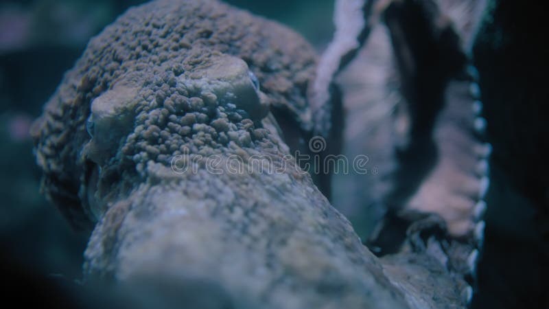 Giant Pacific Octopus Swimming Underwater Stock Video - Video of ...