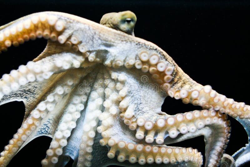 Ethereal Octopus from the Depth (Octopus Vulgari) Stock Image - Image ...