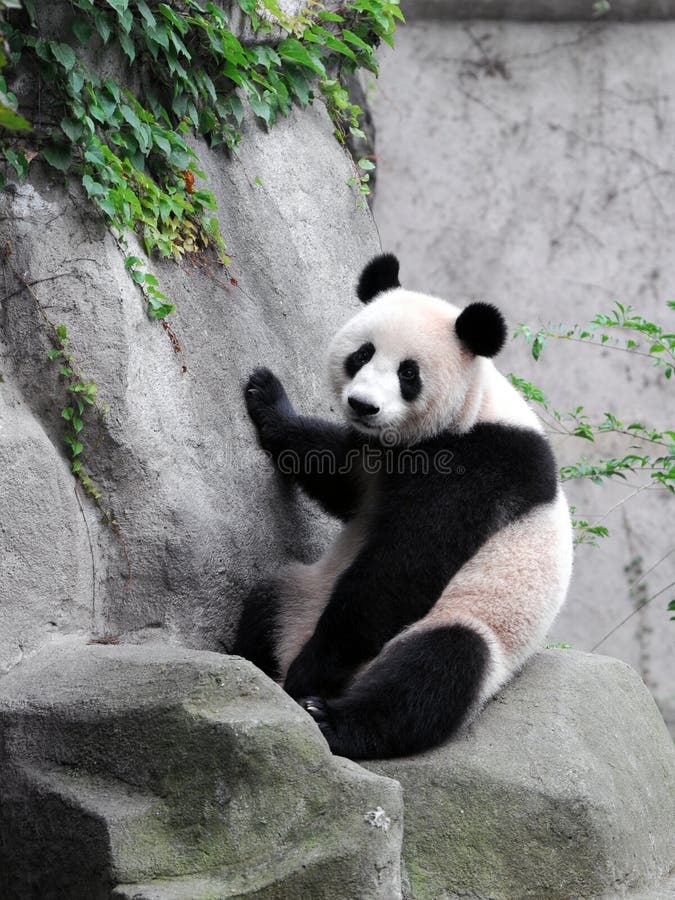 Giant Panda stock image. Image of holiday, mountain, portrait - 11316877