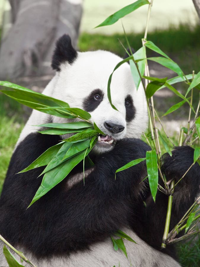 Giant panda stock photo. Image of tree, leaf, bear, tropical - 13303258