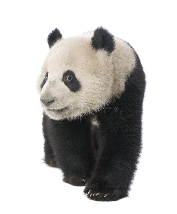 Giant Panda (18 Months) - Ailuropoda Melanoleuca Stock Photo - Image of ...