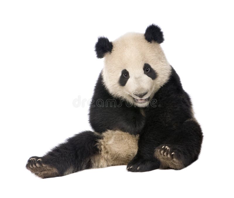 Giant Panda (18 Months) - Ailuropoda Melanoleuca Stock Photo - Image of ...
