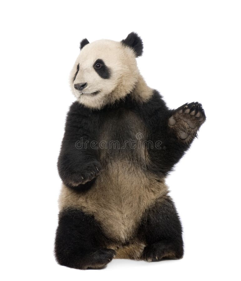 Giant Panda (18 Months) - Ailuropoda Melanoleuca Stock Photo - Image of ...