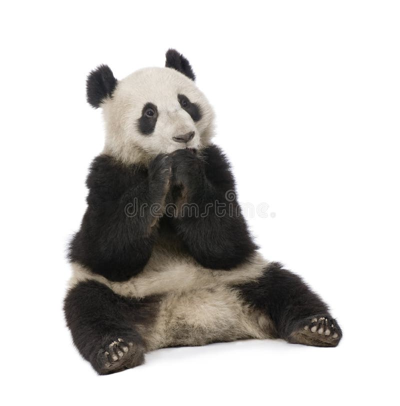Giant Panda (18 Months) - Ailuropoda Melanoleuca Stock Photo - Image of ...