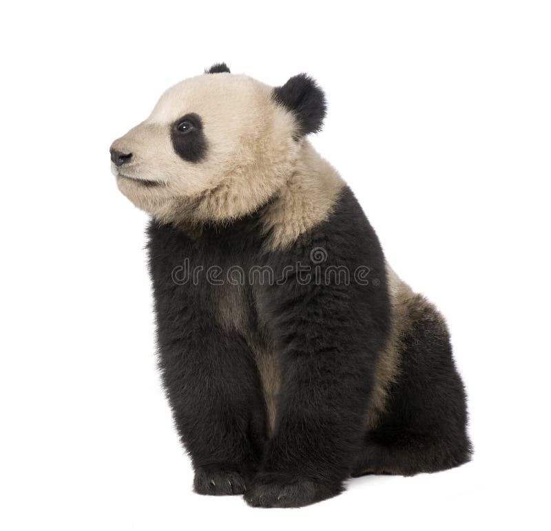 Giant Panda (18 Months) - Ailuropoda Melanoleuca Stock Photo - Image of ...