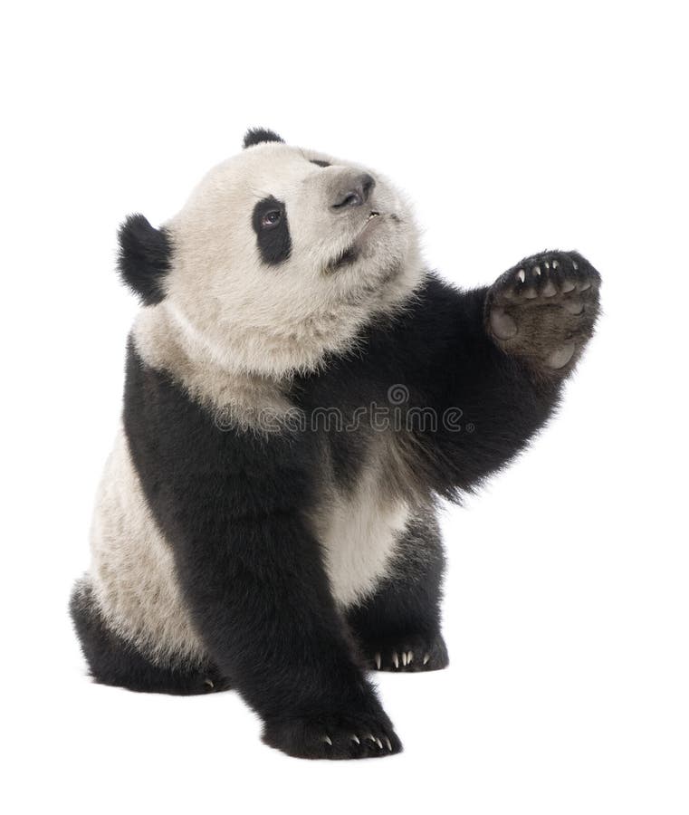Giant Panda (18 Months) - Ailuropoda Melanoleuca Stock Photo - Image of ...