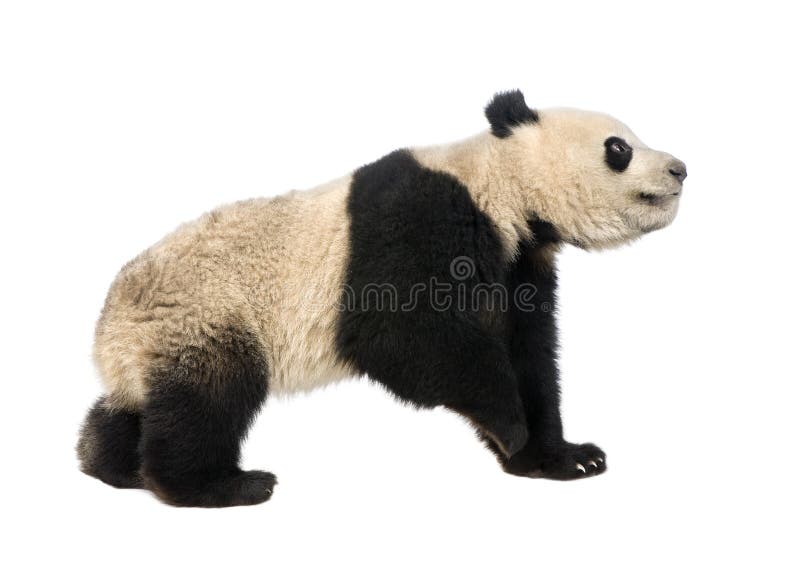 Giant Panda (18 Months) - Ailuropoda Melanoleuca Stock Photo - Image of ...