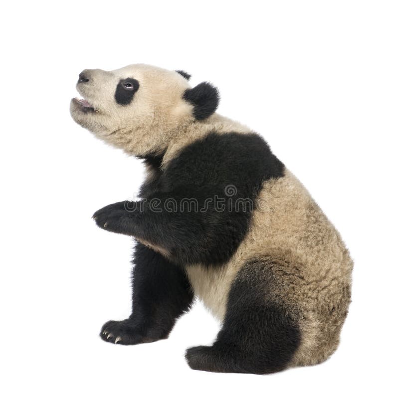 Giant Panda (18 Months) - Ailuropoda Melanoleuca Stock Image - Image of ...